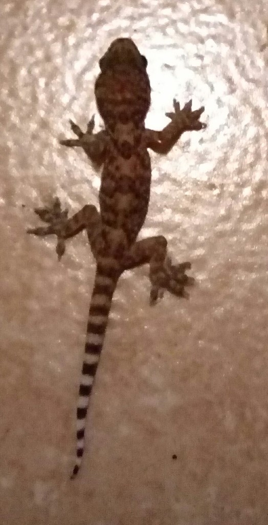 Mediterranean House Gecko from Unnamed Road, Nuevo León, México on ...