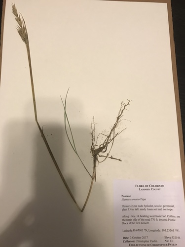 Awnless Wild Rye (Elymus curvatus) · iNaturalist