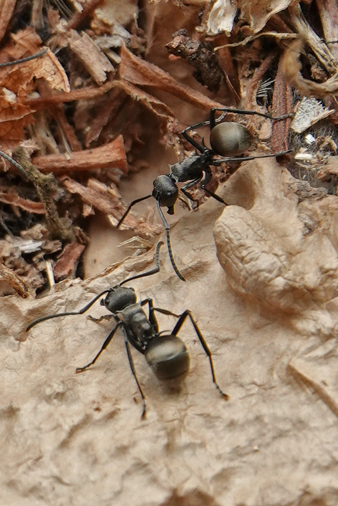 Rich Spiny Sugar ant in March 2021 by Carol Kwok · iNaturalist