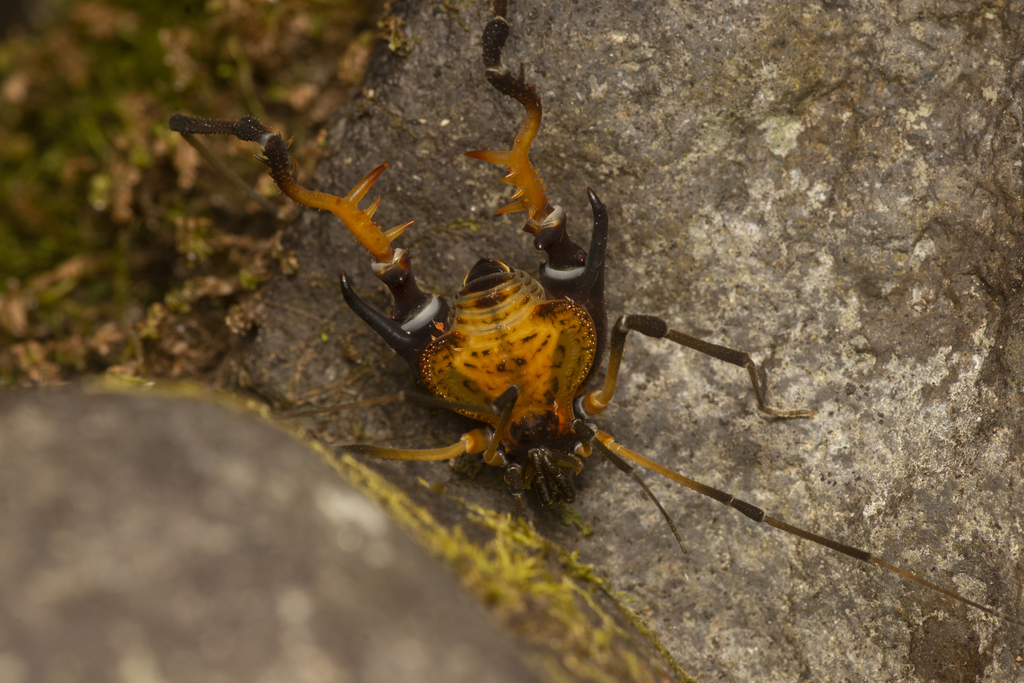 Sadocus asperatus from Lircay Antahuara on March 26, 2021 at 11:48 PM ...
