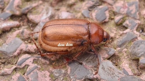 Miridiba trichophora · iNaturalist