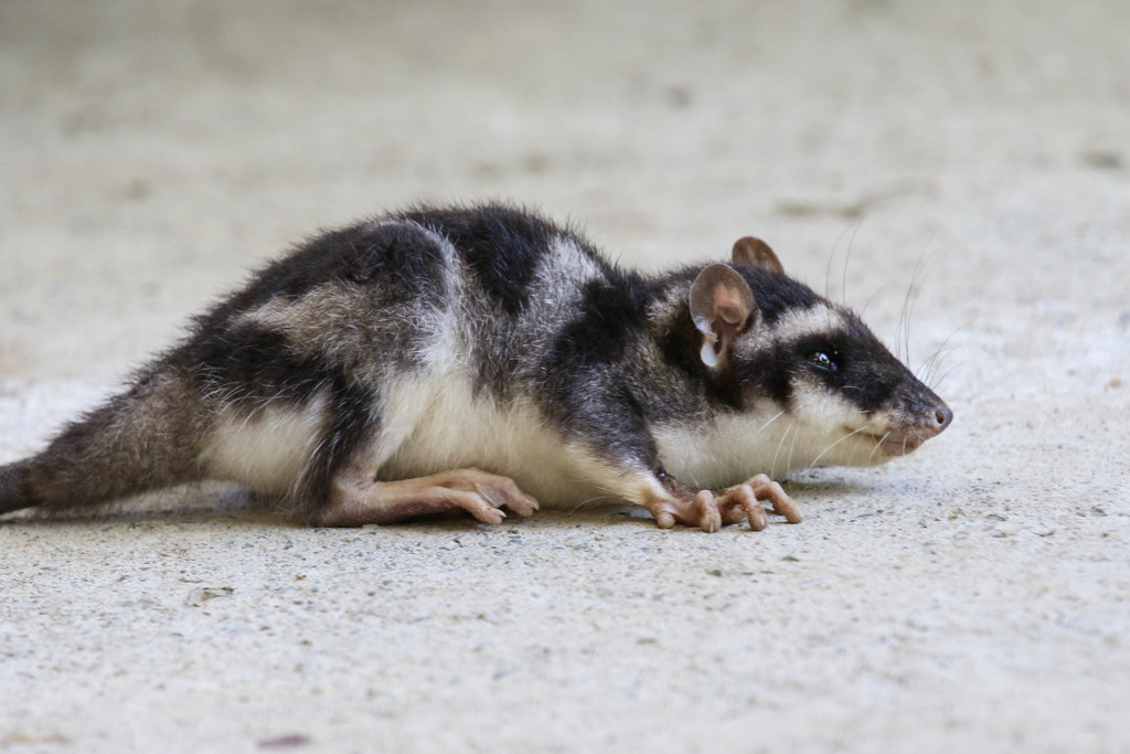 Yapok Water Opossum