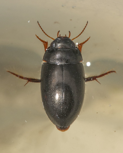 Agabus semipunctatus · iNaturalist