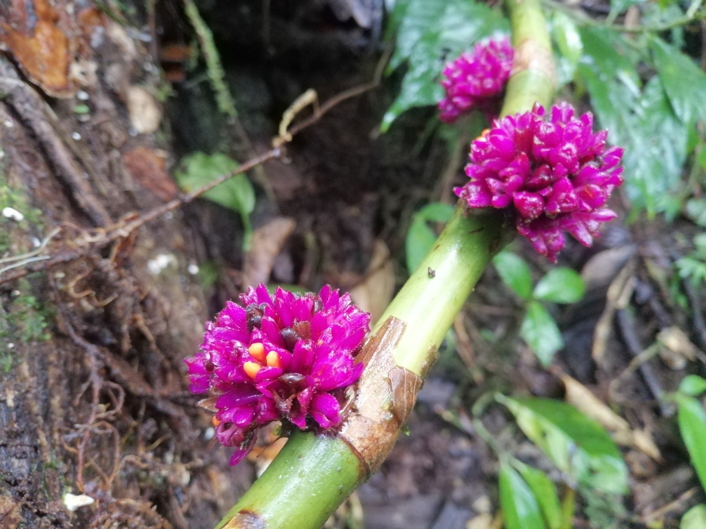 Amischotolype hispida from Claveria, Misamis Oriental, Philippines on ...