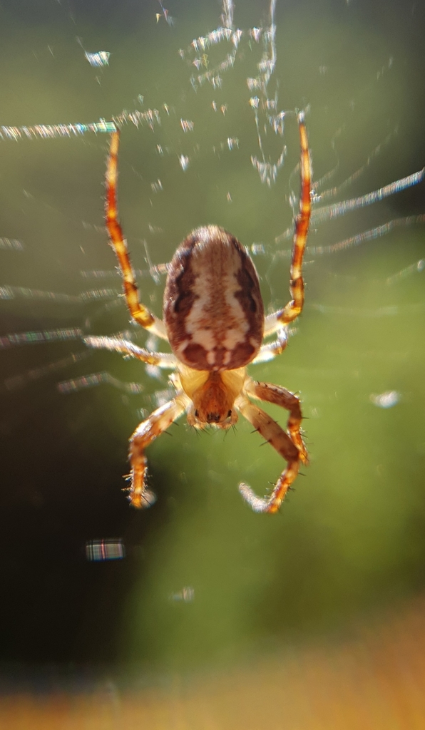 Eastern Bush Orbweaver from Cape Schanck VIC 3939, Australia on April ...