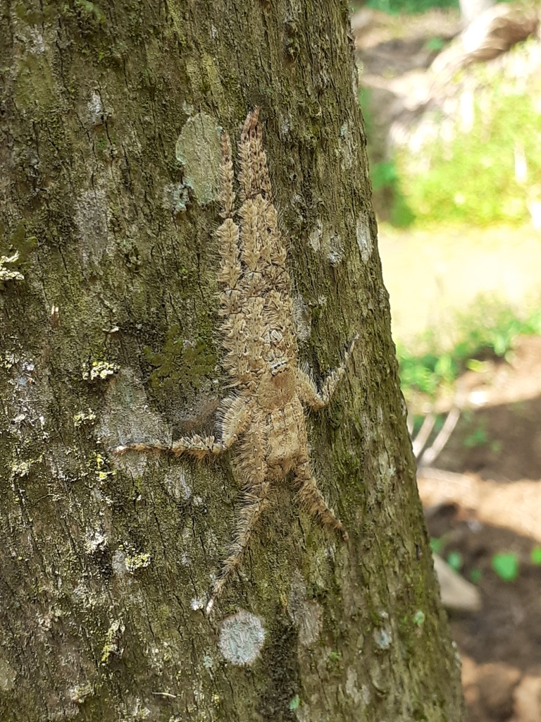 Pandercetes from ELANTHOOR, PATHANAMTHITTA,, Pathanamthitta, Kerala ...