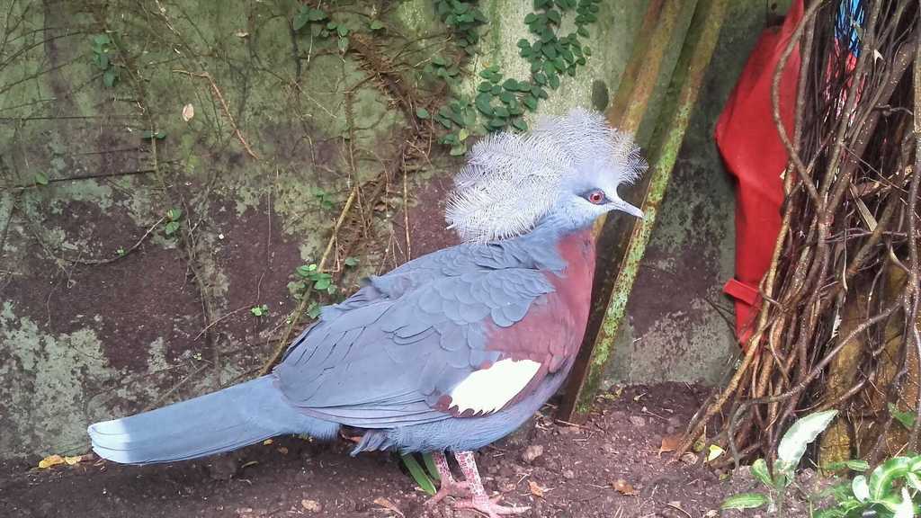 Crowned-Pigeons in May 2016 by Isabelle Isabelle · iNaturalist