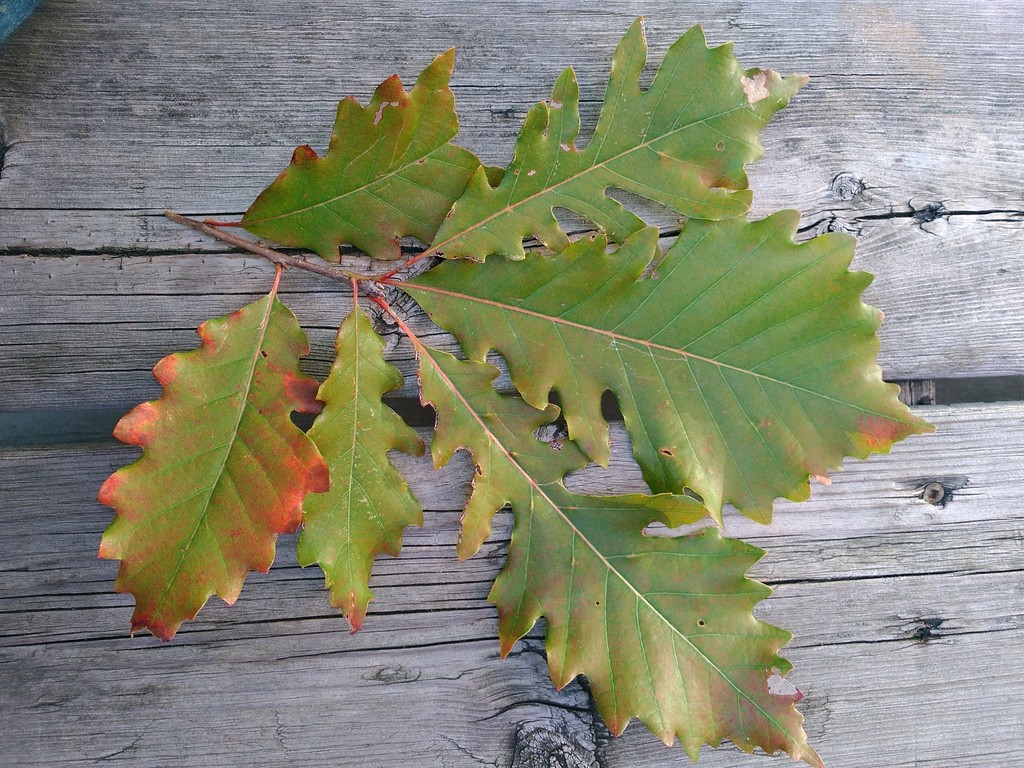 Becky's Oak in September 2017 by Mathis Natvik. A single specimen of ...