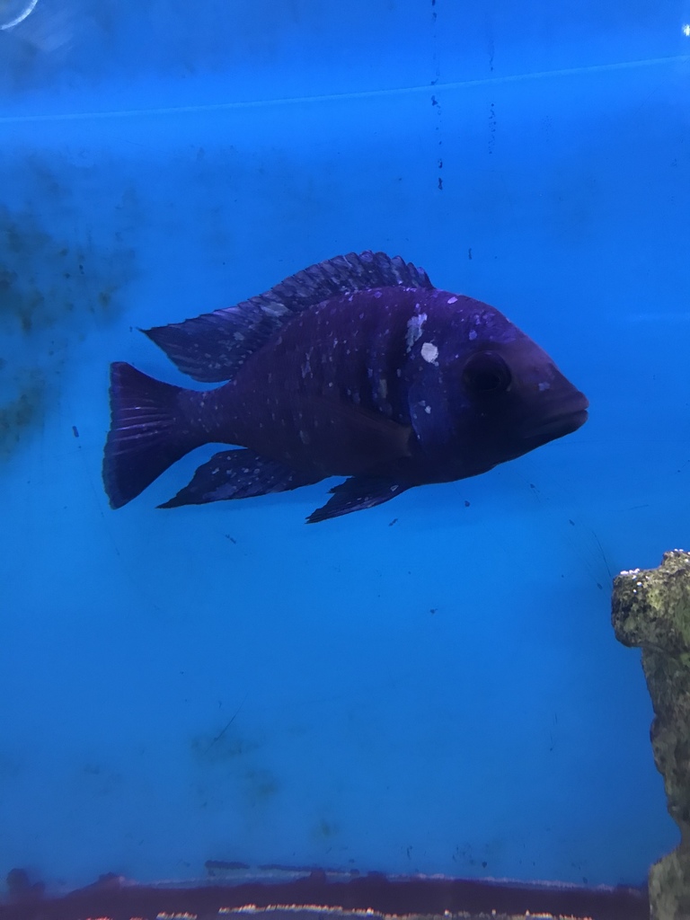 Placidochromis phenochilus from small house rd on November 14, 2017 at ...