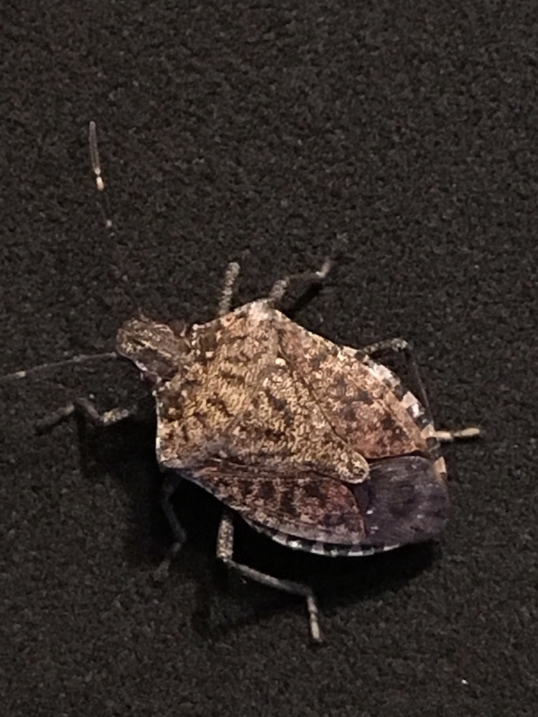 Brown Marmorated Stink Bug from 6581 Brookhills Ct SE, Cascade, MI, US ...