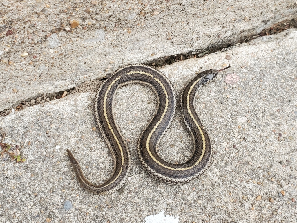 Lined Snake in March 2021 by nickscott · iNaturalist