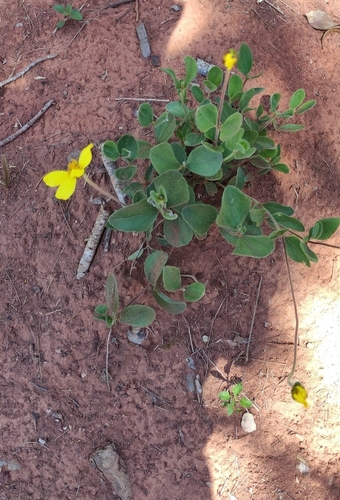 Calea cuneifolia · iNaturalist