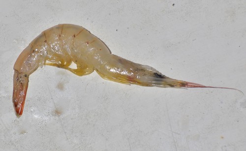 Genus Protrachypene · iNaturalist