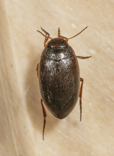 Hydroporus tartaricus · iNaturalist Ecuador