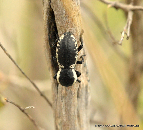 Zopherus championi · iNaturalist