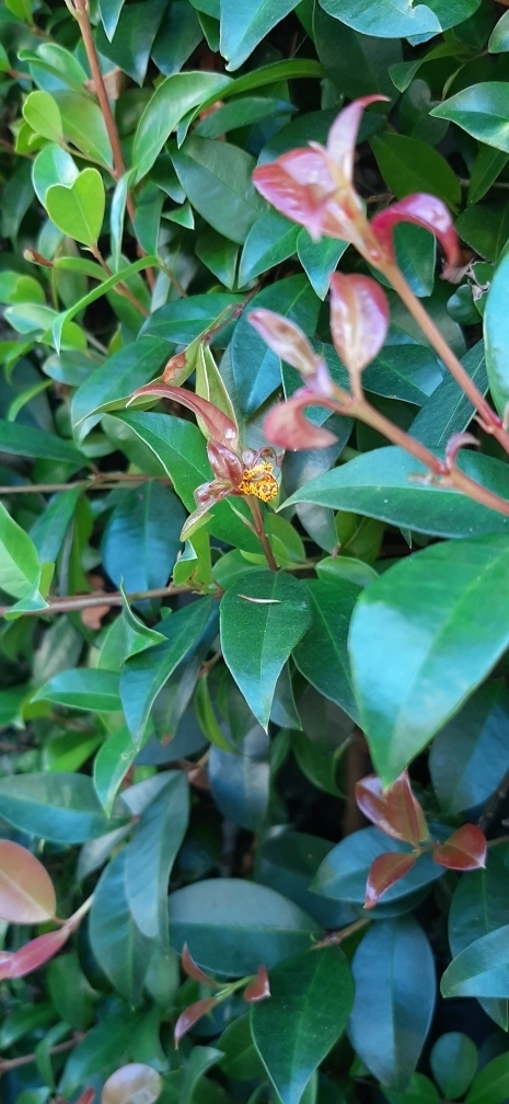 Myrtle Rust in April 2021 by Olivia. Myrtle rust observed on Lilly ...