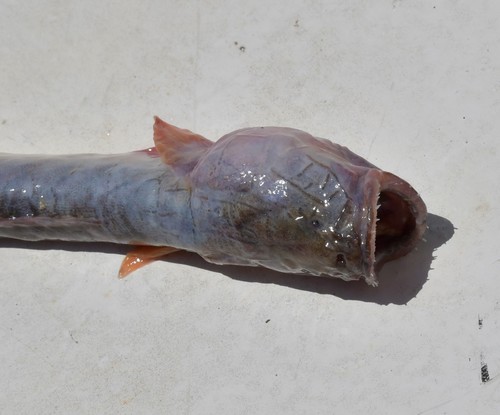 (Gobioides peruanus)