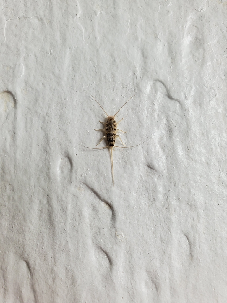 Firebrat from Winchester, NV, USA on February 22, 2021 at 08:10 PM by ...