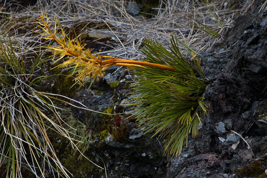 Aciphylla montana from Treble Cone, New Zealand on January 24, 2021 at ...