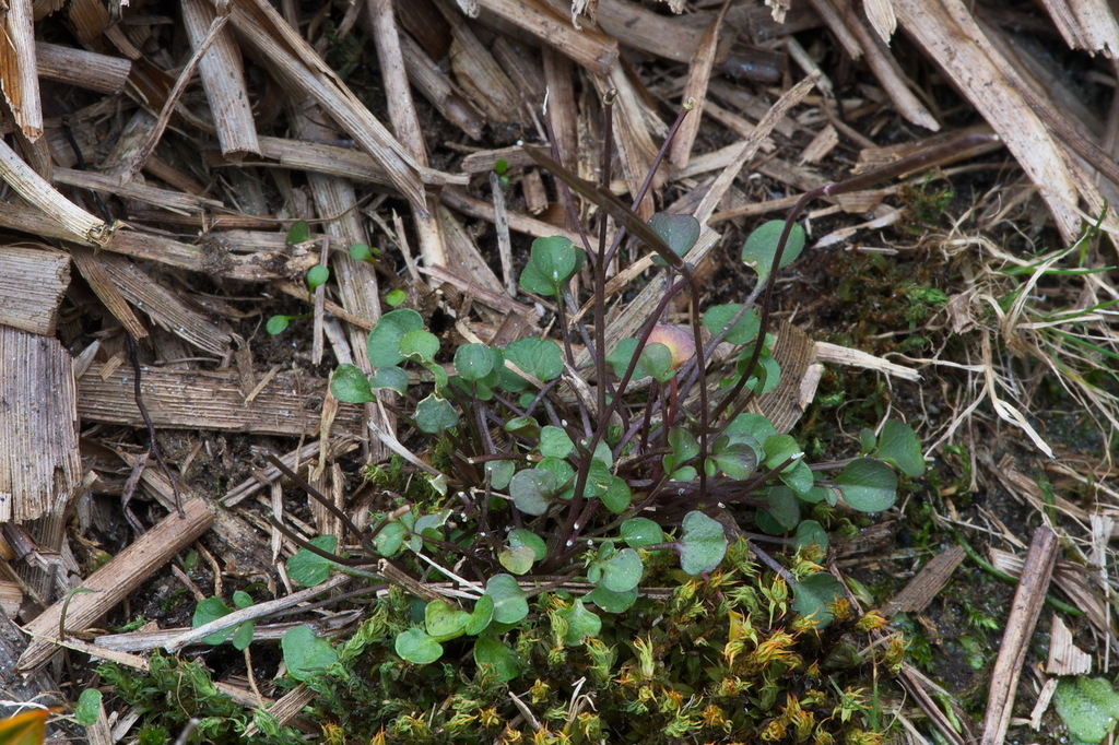 Bittercresses and Toothworts from Treble Cone, New Zealand on January ...