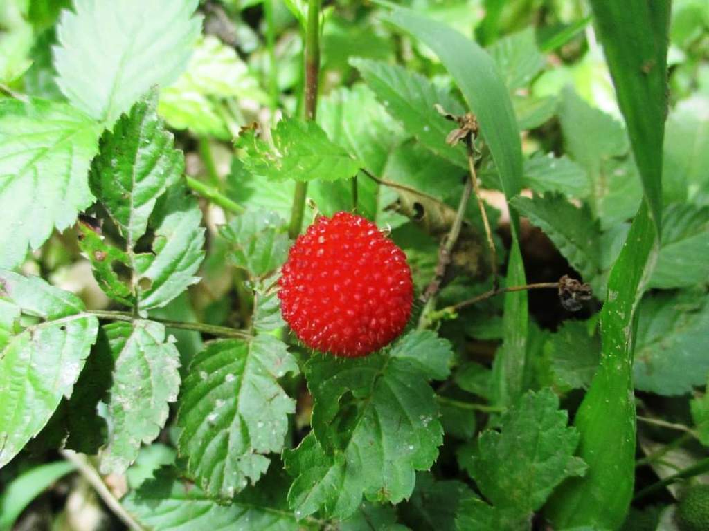 roseleaf bramble from Don Panaca, Cotabato, Philippines on February 14 ...