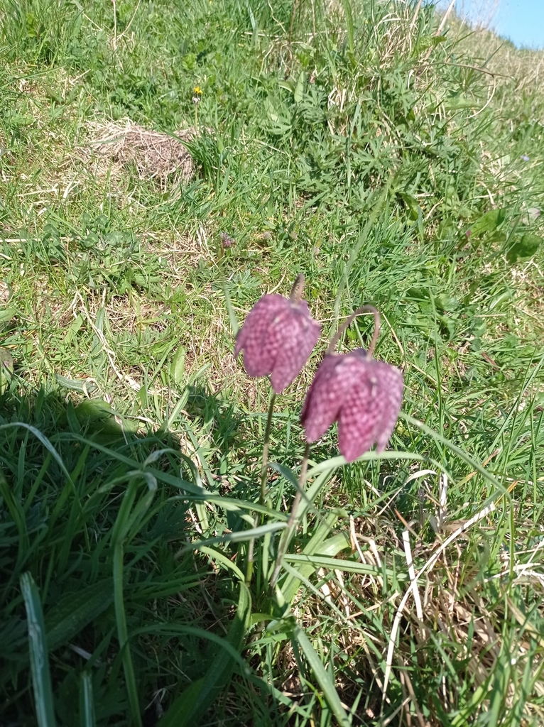 snake's-head fritillary from Galway, Ireland on April 3, 2021 at 03:46 ...