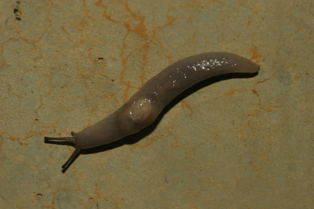 Smooth Land Slugs from 대한민국 강원도 인제군 기린면 on July 26, 2015 at 08:45 AM by ...