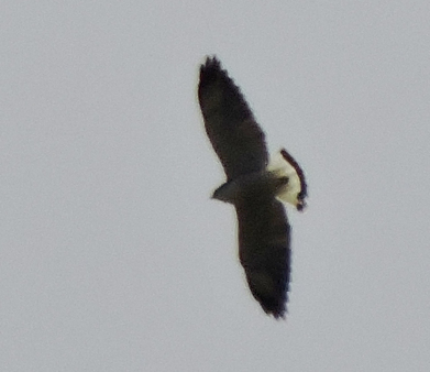 Variable Hawk from Leimebamba, Amazonas, Peru on June 14, 2018 at 09:58 ...