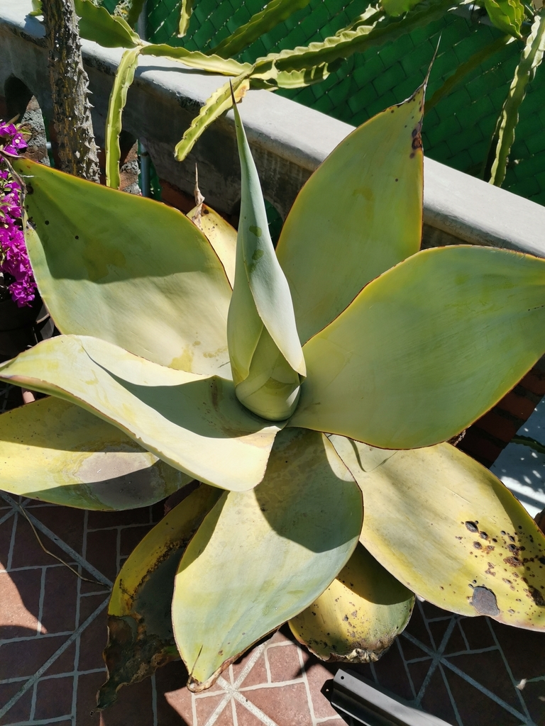 Agave infiernilloensis from Tenencia Sta Maria de Guido, 58090 Morelia ...