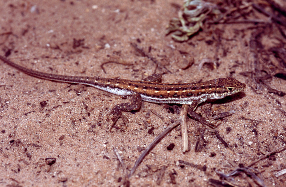 Spotted Sand Lizard from Bophirima, South Africa on January 18, 2004 by ...