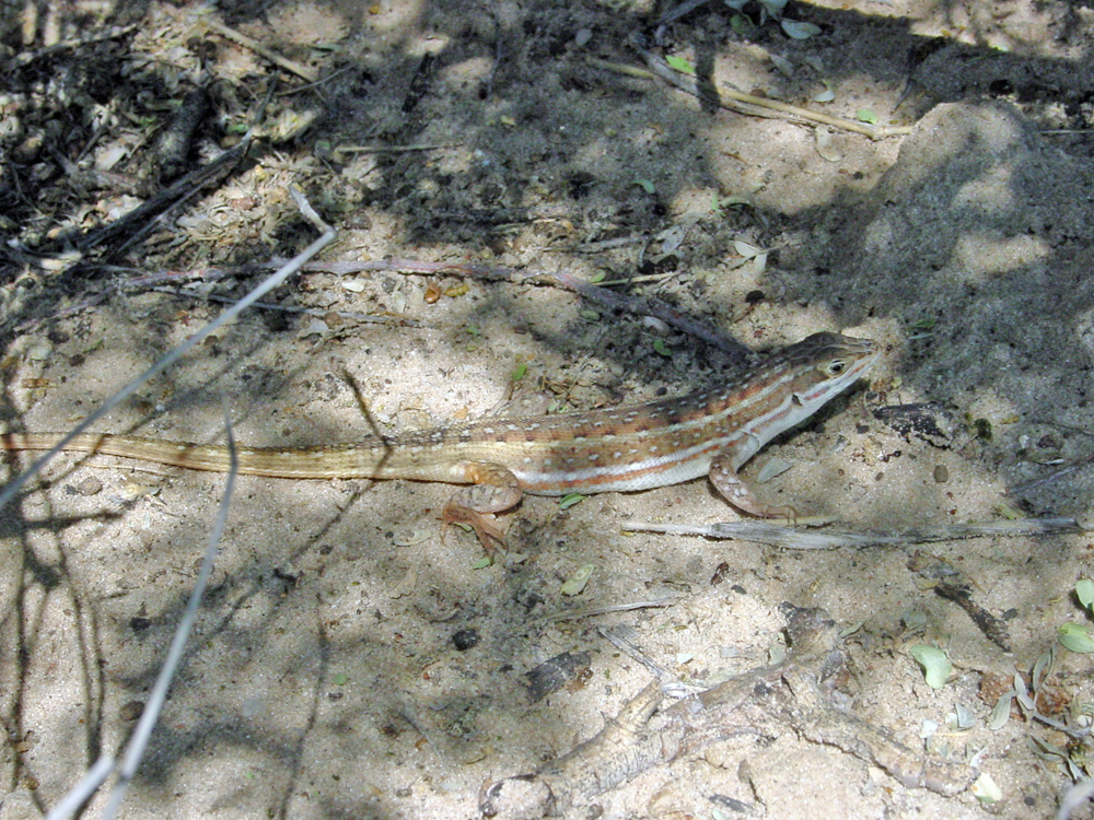 Common Rough-scaled Lizard from Bophirima, South Africa on March 10 ...