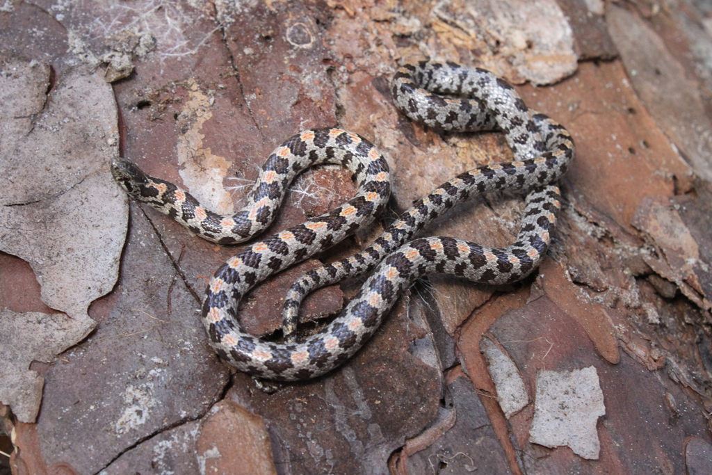 Short-tailed Snake in February 2011 by Joey and Josh Addesi · iNaturalist