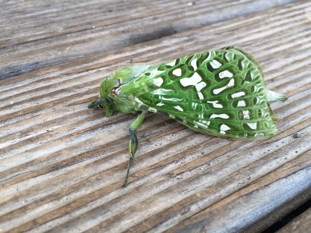 Puriri moth from Tongariro Forest Park, Tongariro Forest Park, Manawatu ...