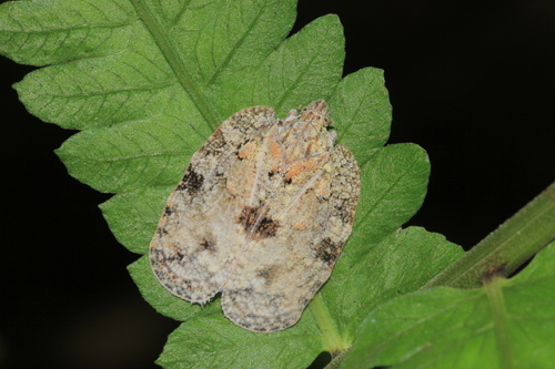 Genus Atracis · iNaturalist United Kingdom