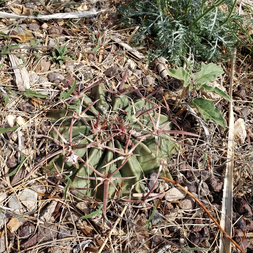 Horse Crippler Cactus from Marathon, TX 79842, USA on April 3, 2021 at ...