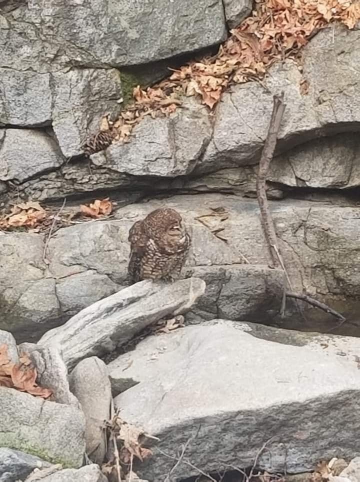 California Spotted Owl in March 2021 by Jonathan Aguayo. 2 observed ...