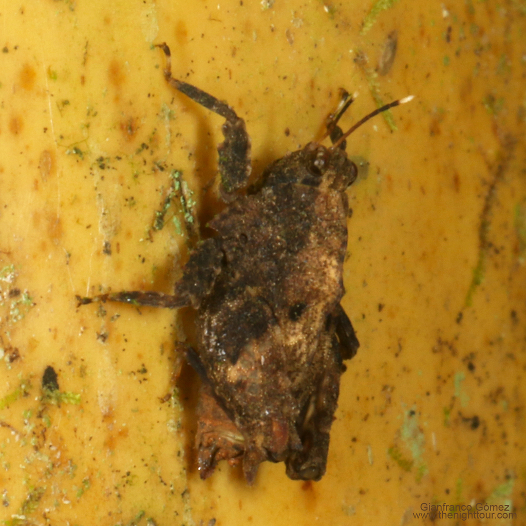 Metrodora panamae from Drake Bay, Costa Rica on May 14, 2020 at 08:03 ...