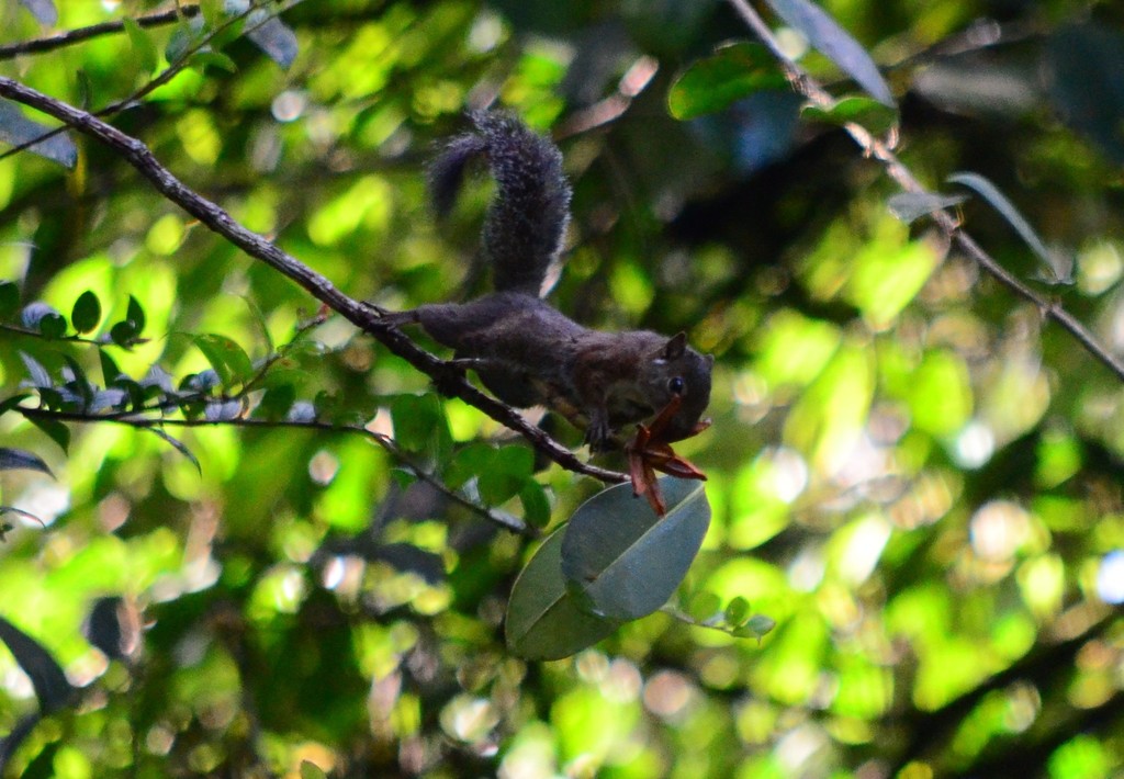 Andean Squirrel from Reserva Natural Cuatro Robles, Charalá, Santander ...