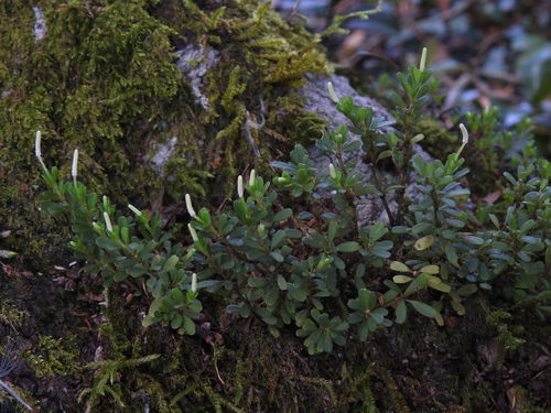 Peperomia tenerrima · iNaturalist