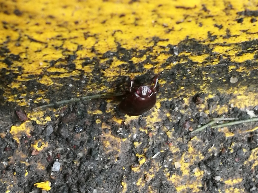 Burrowing Bugs from 中國上海市楊浦區五角場 on June 23, 2017 at 02:05 PM by Yang Yi ...