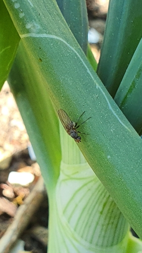 Napomyza gymnostoma · iNaturalist