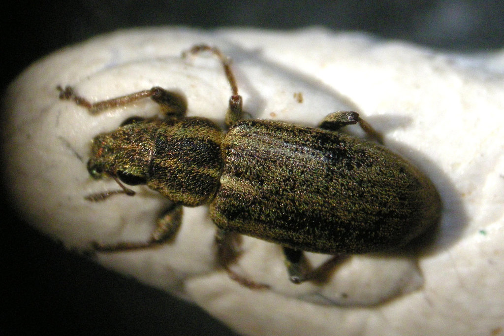 Pea Weevil from Kenilworth CV8, UK on March 30, 2021 at 03:00 PM by ...