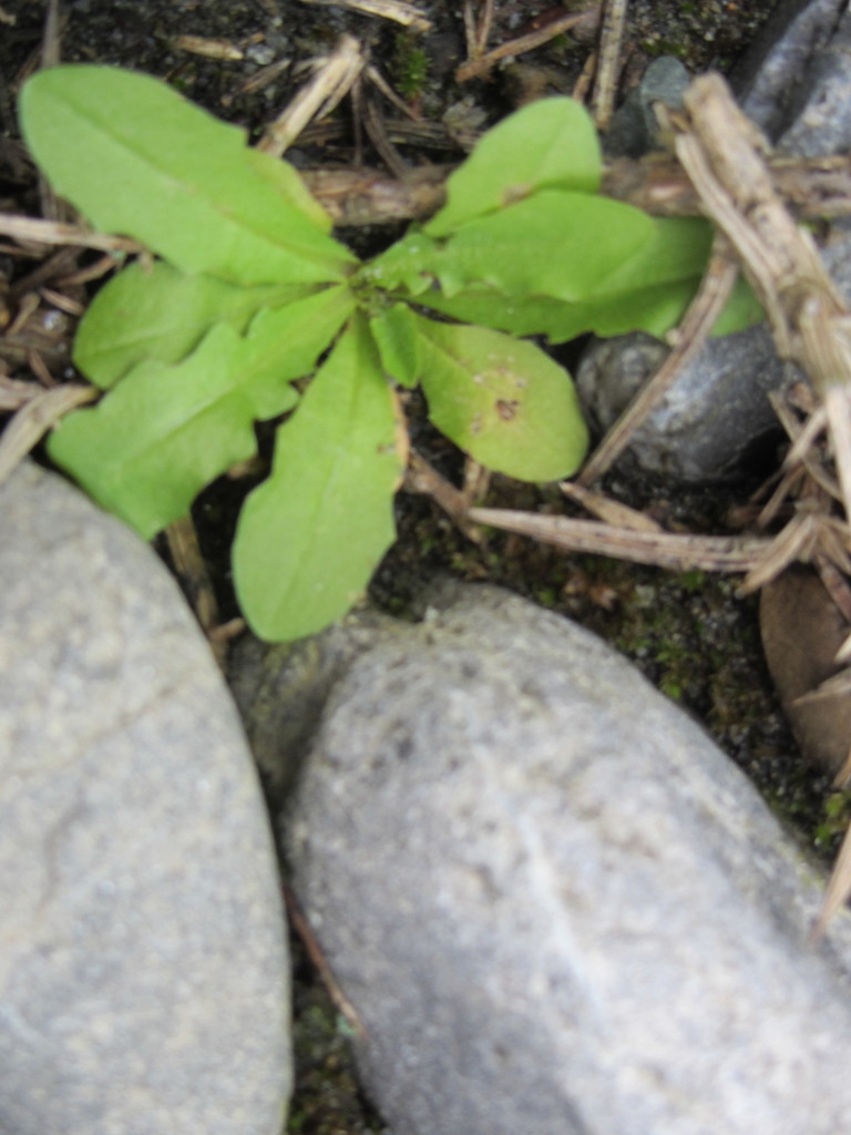 common dandelion from Alford Forest, Canterbury, New Zealand on ...