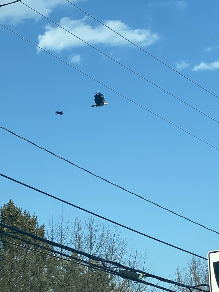 American Crow from fox run mall on April 03, 2021 by Maeve Cronin ...