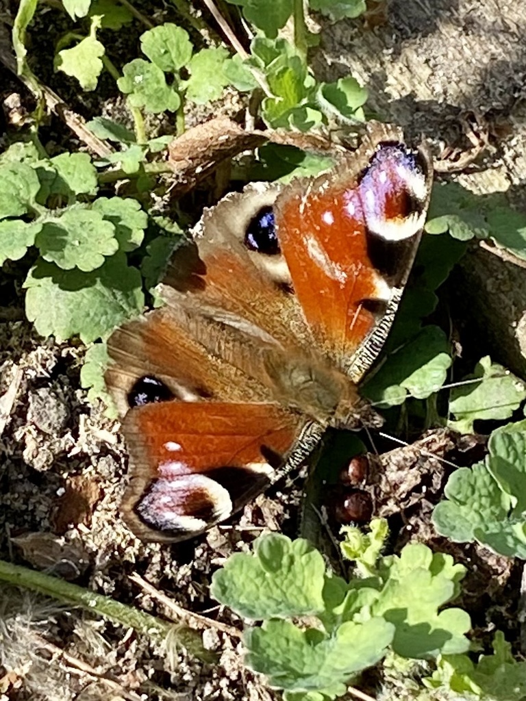 European Peacock Butterfly from Weeskinderendijk, Dordrecht, Zuid ...
