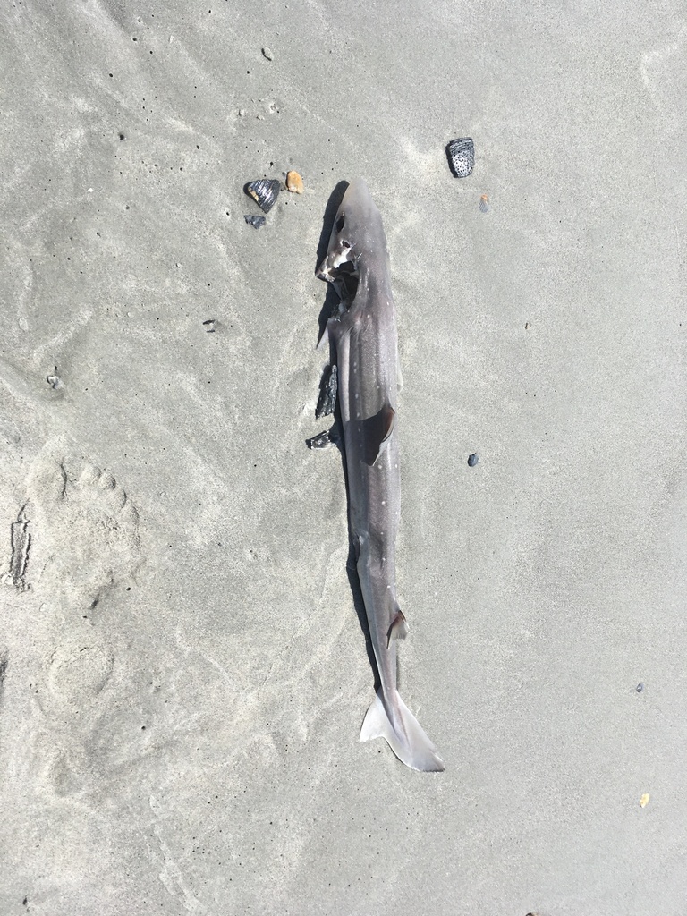 White-spotted Dogfish in April 2021 by Anna Voss · iNaturalist
