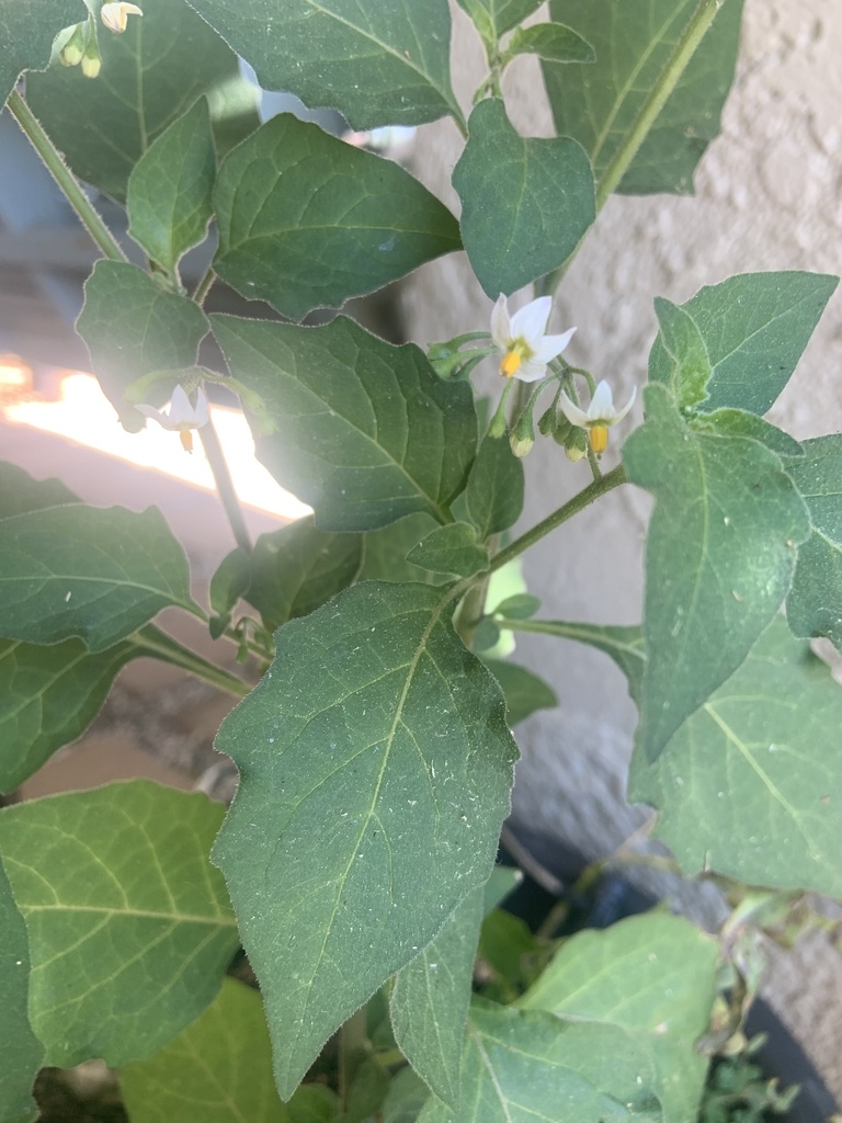 black nightshade from Rio Gusto Ct, Santa Clarita, CA, US on April 4 ...