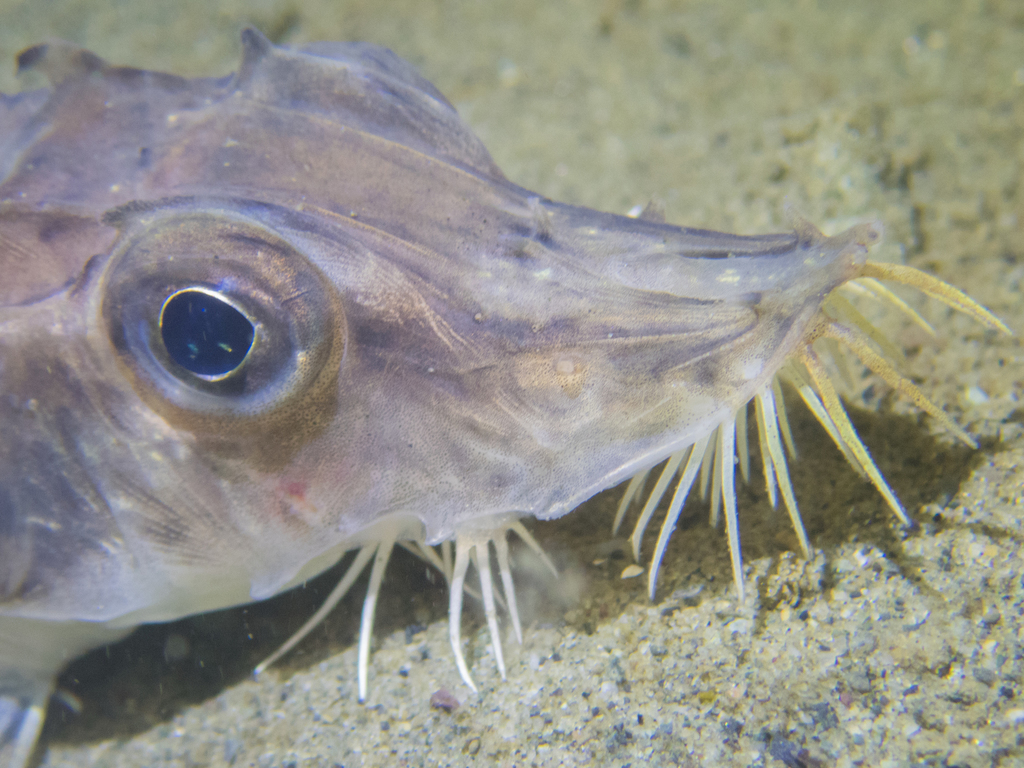 Sturgeon Poacher (Podothecus accipenserinus) - Marine Life Identification