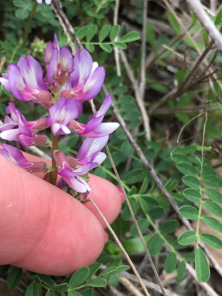 milkvetches from Elmer W. Oliver Nature Park, Mansfield, TX, US on ...