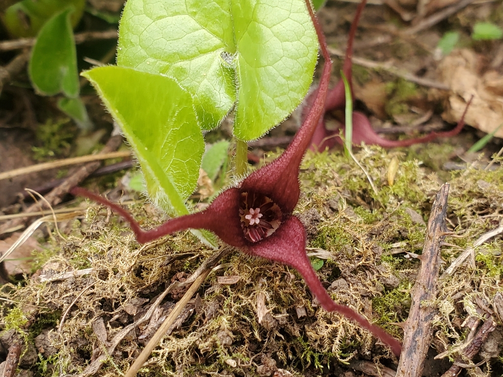Western Wild Ginger from Pacific, Arcata, CA, USA on April 4, 2021 at ...